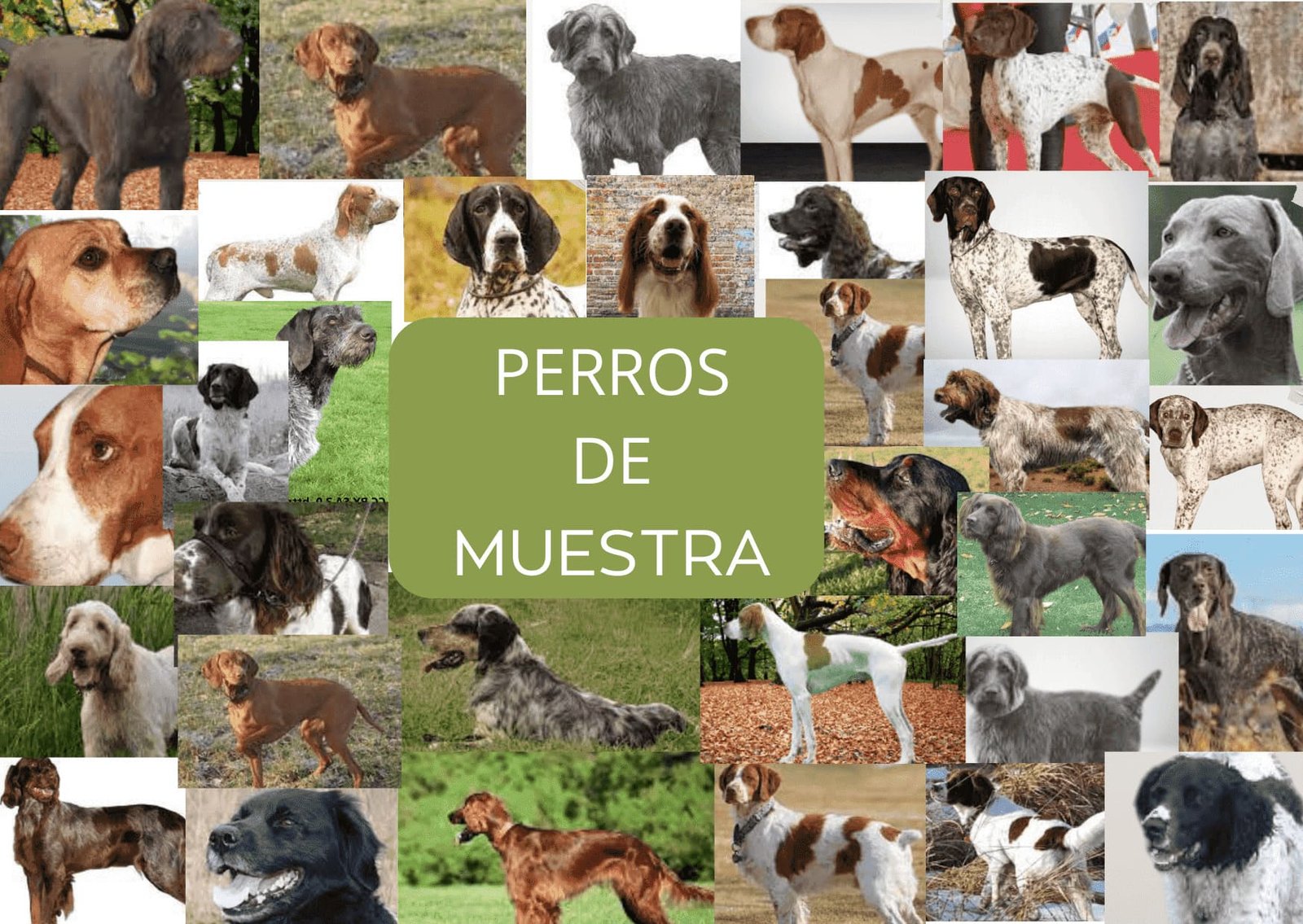 Son Sabuesos Andaluces Perros Inteligentes
