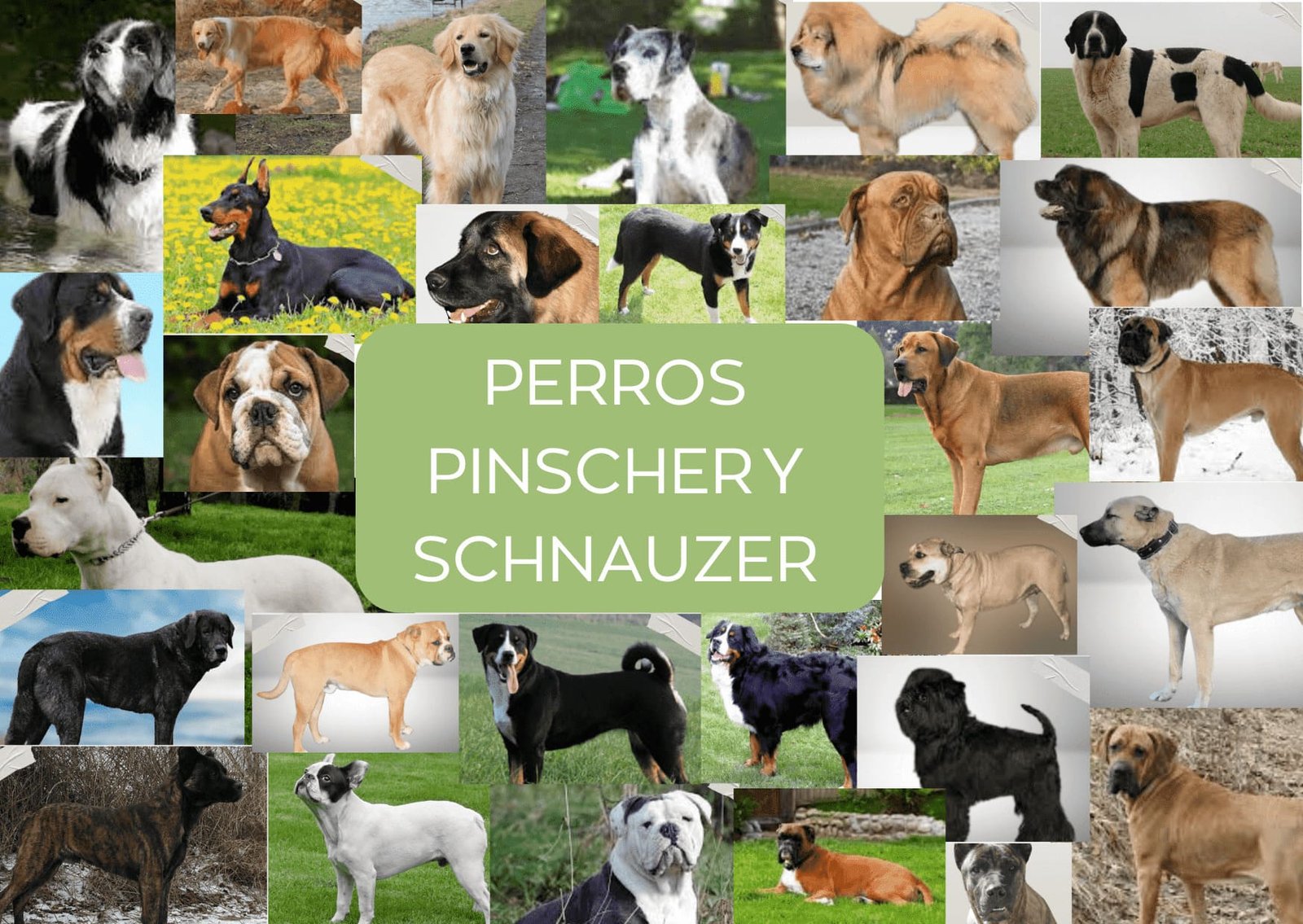 Perros tipo Pinscher y Schnauzer.