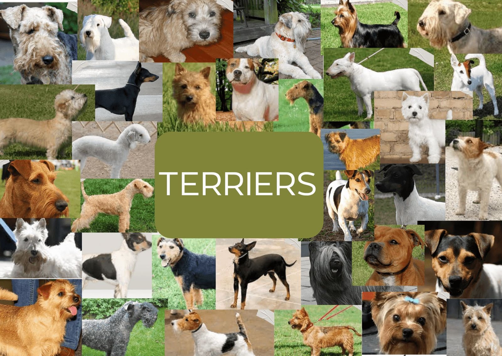 Terriers.