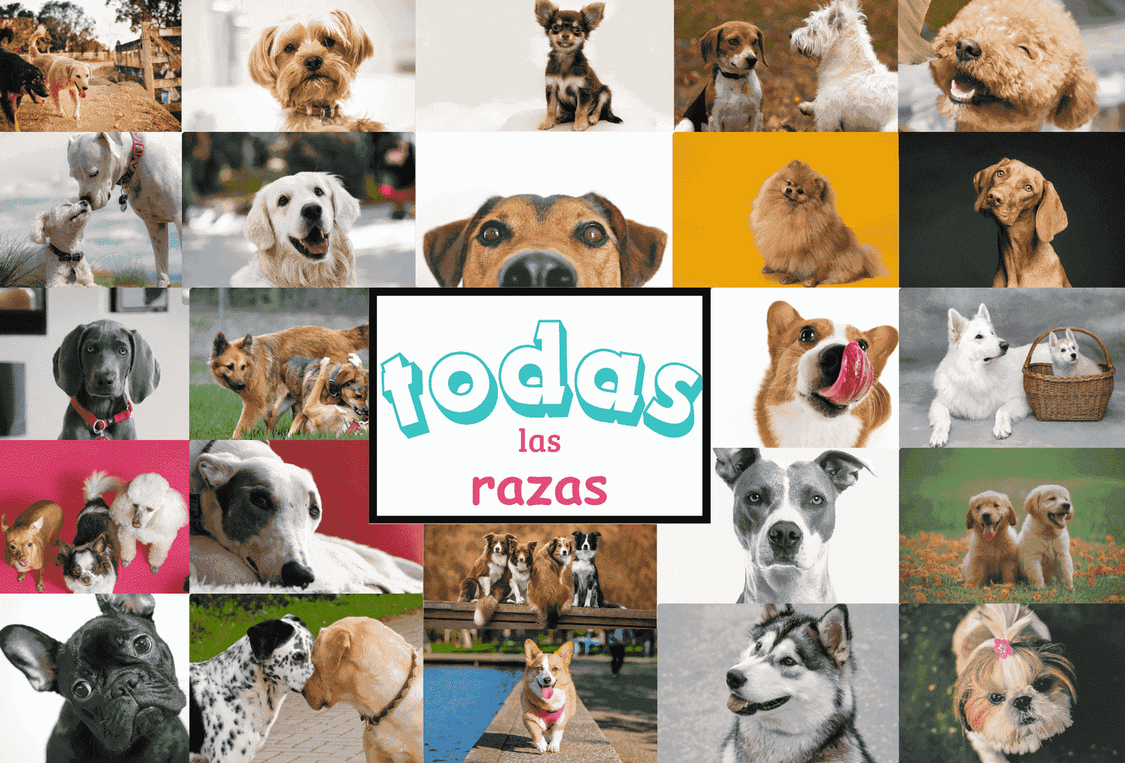"¿Cuántas Razas de Perro Existen?