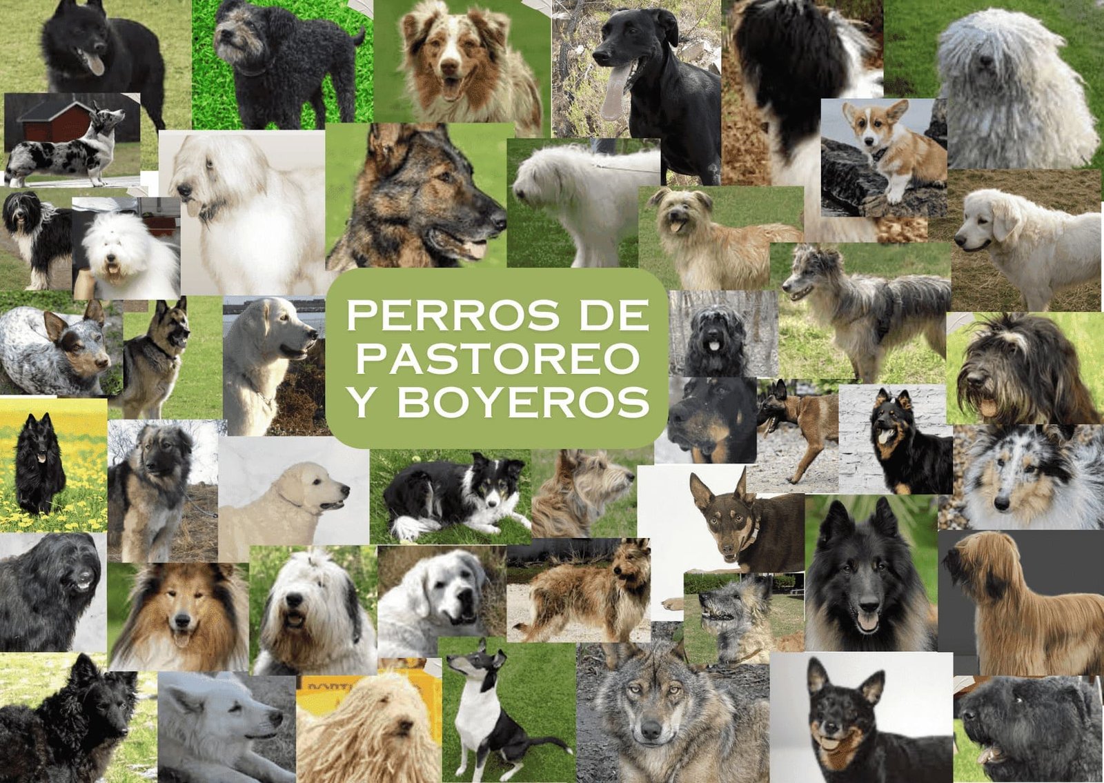Perros de Pastoreo y Boyeros.